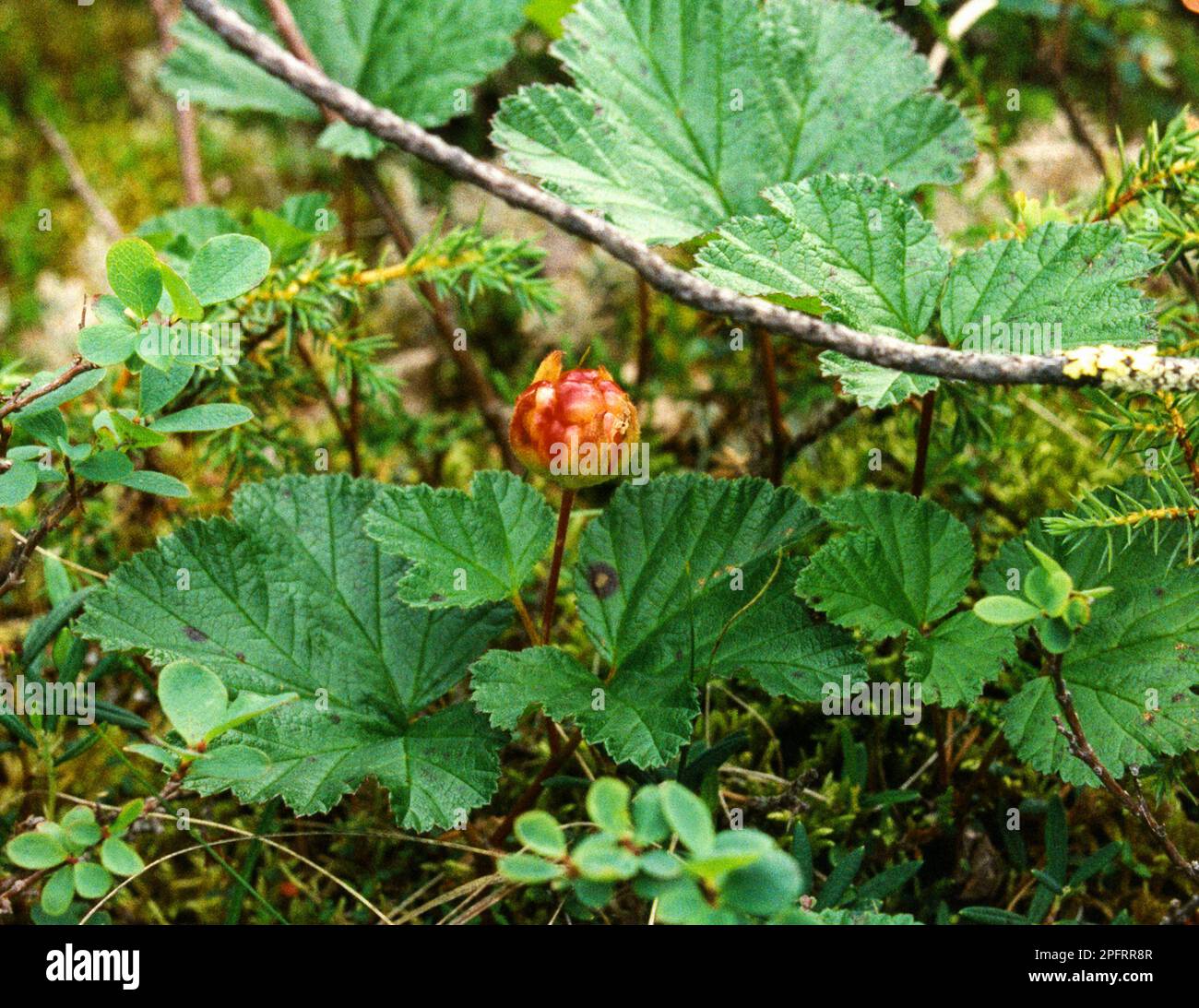 cloudberry plant with berries on the bog Stock Photo - Alamy