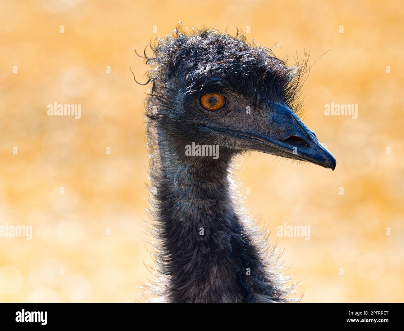 Emu bird head and neck side portrait Stock Photo - Alamy
