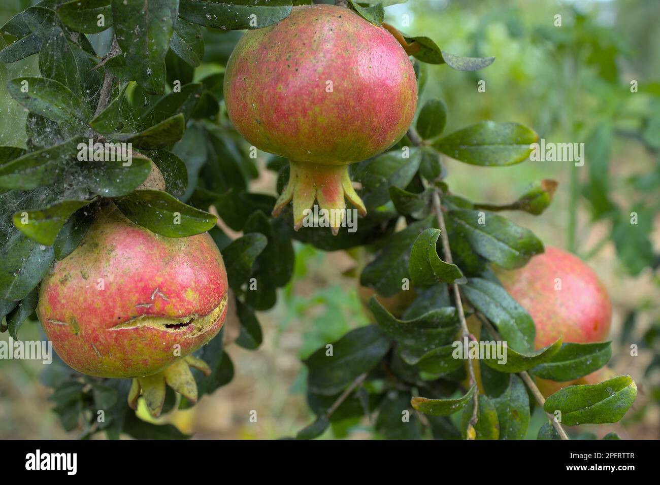 Pomegranate at tree hi-res stock photography and images - Alamy