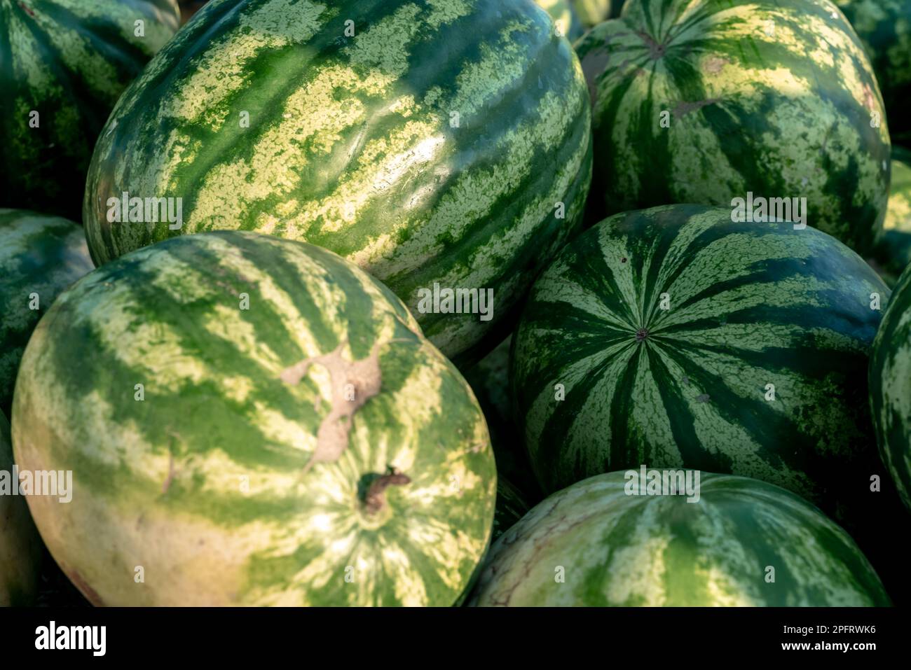 Many large sweet green watermelons are piled up Stock Photo - Alamy