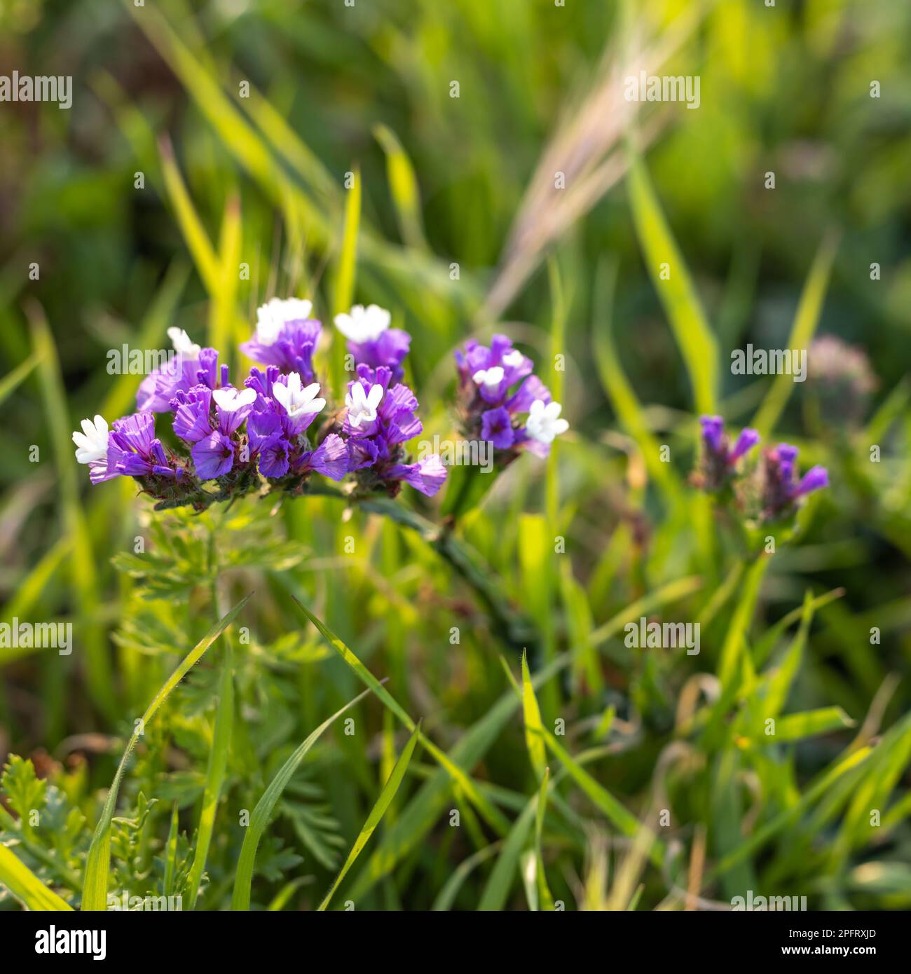 Limonium sinuatum, commonly known as wavyleaf sea lavender, statice ...