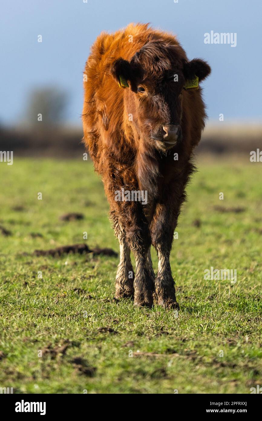 Welsh black beef hi-res stock photography and images - Alamy