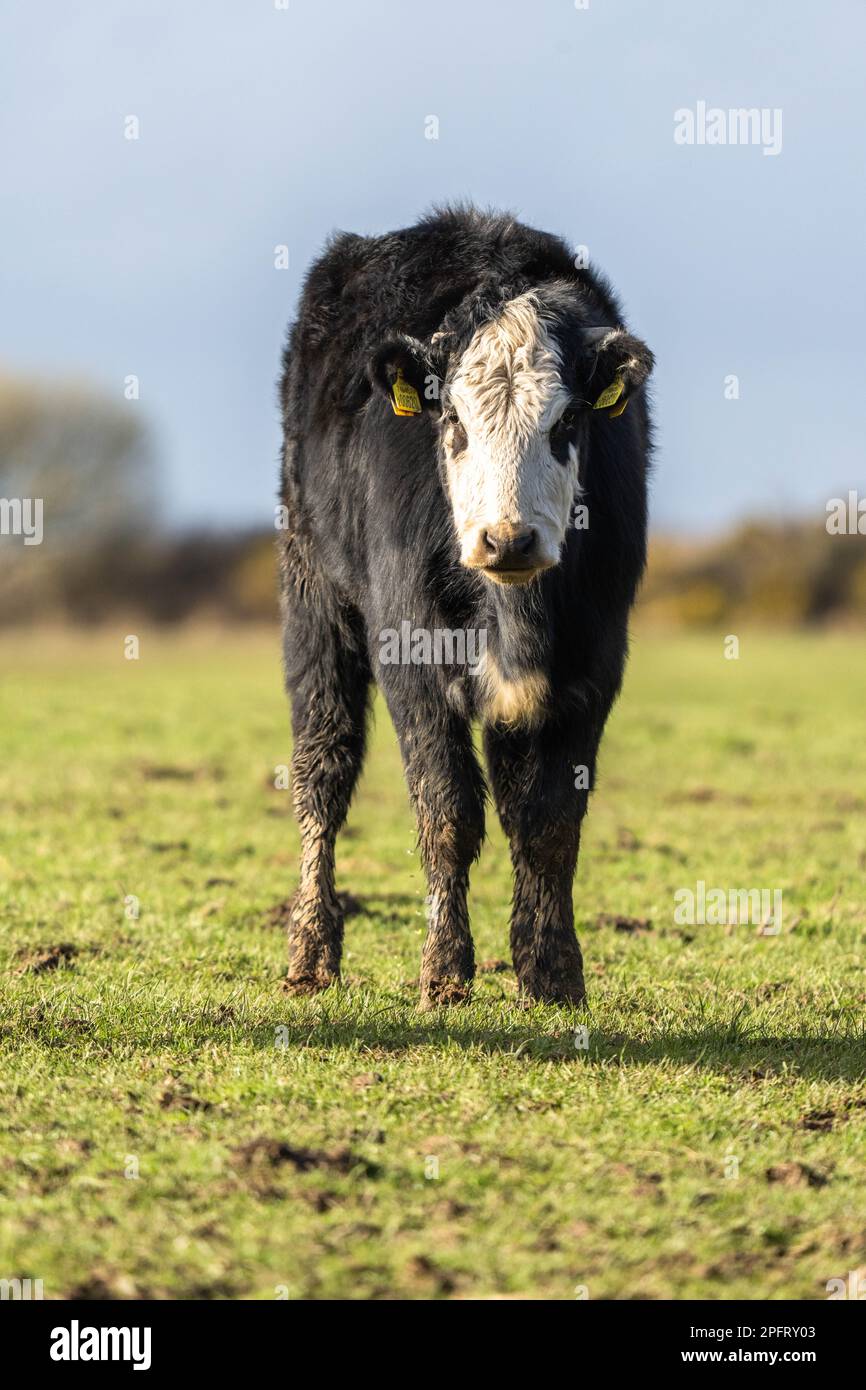 Welsh black beef hi-res stock photography and images - Alamy