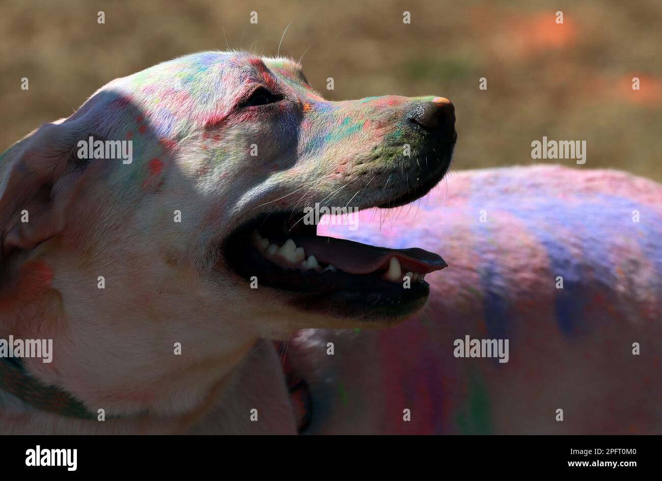 Morrisville, North Carolina, USA. 18th Mar, 2023. A four-legged BRIER ...