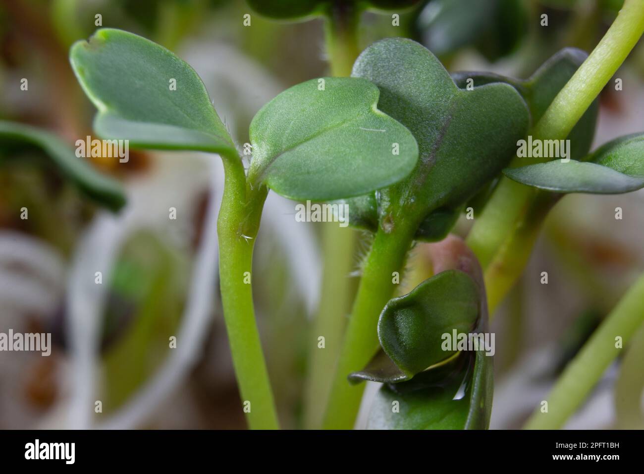 A close-up of a radish sprout with the first leaves. Radish microgreens ...