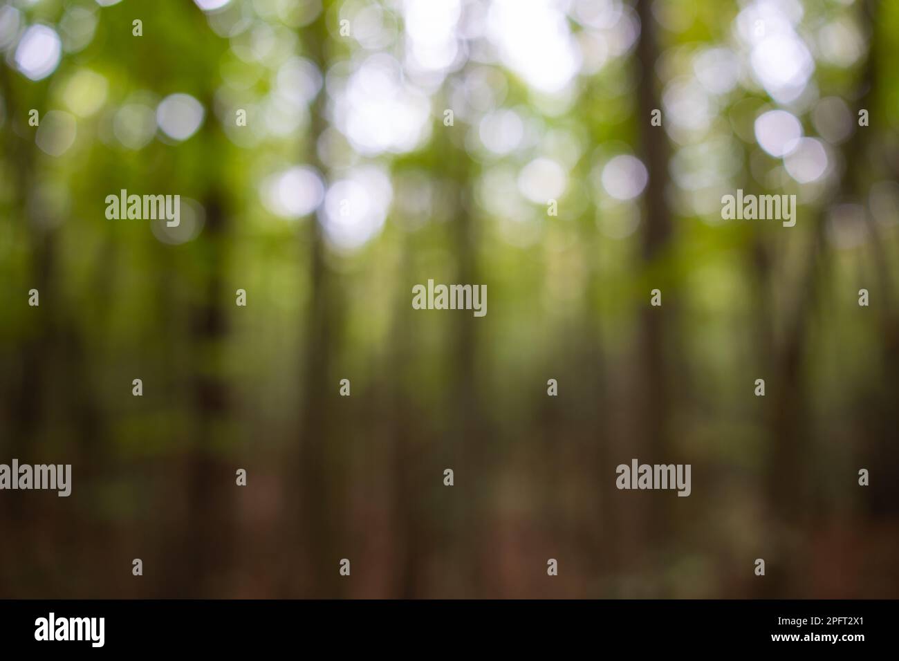 Blurred forest background or backdrop. Blurry forest view Stock Photo ...