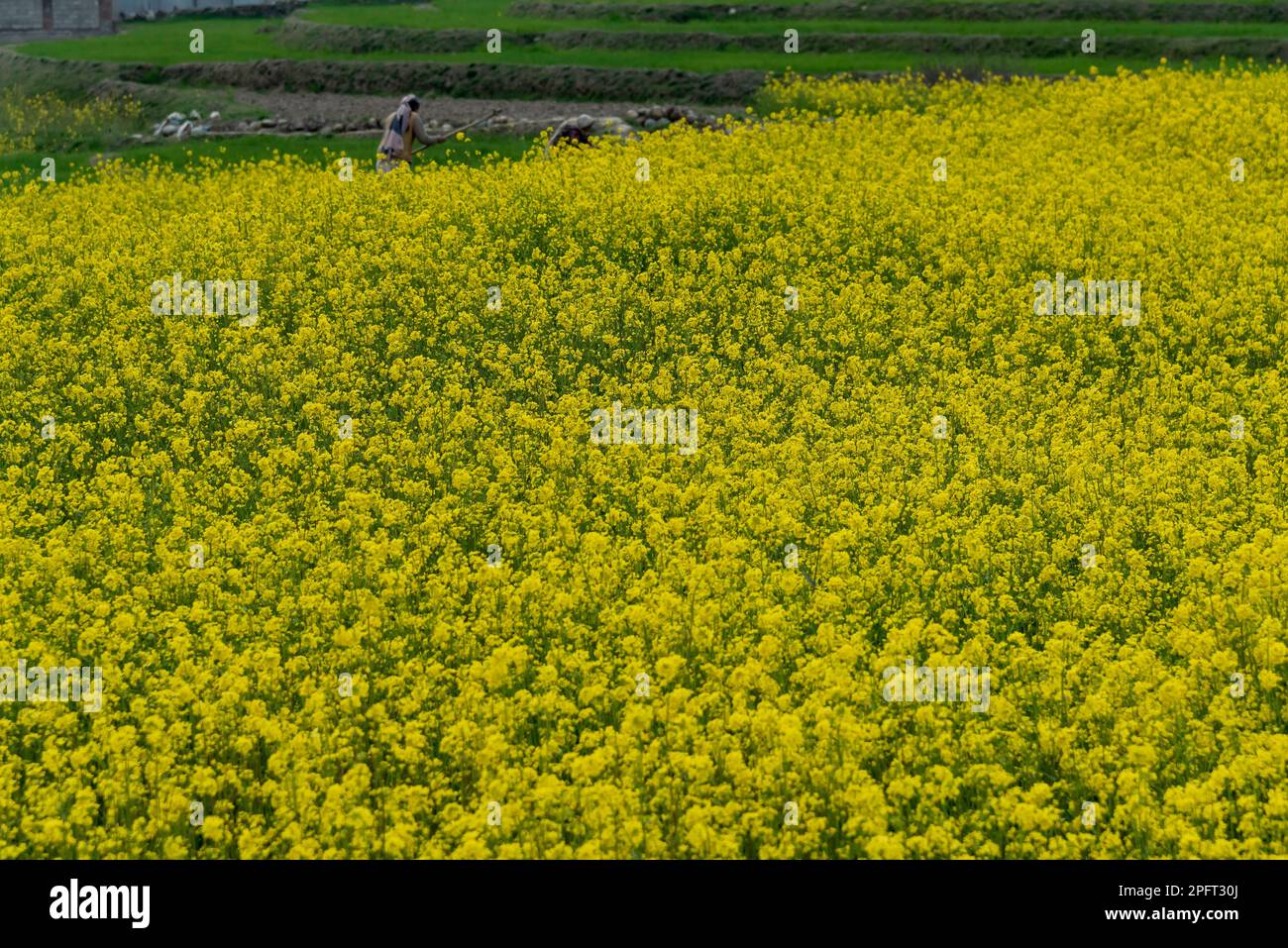 A view of blooming mustard fields in Ganderbal on a spring day Stock ...