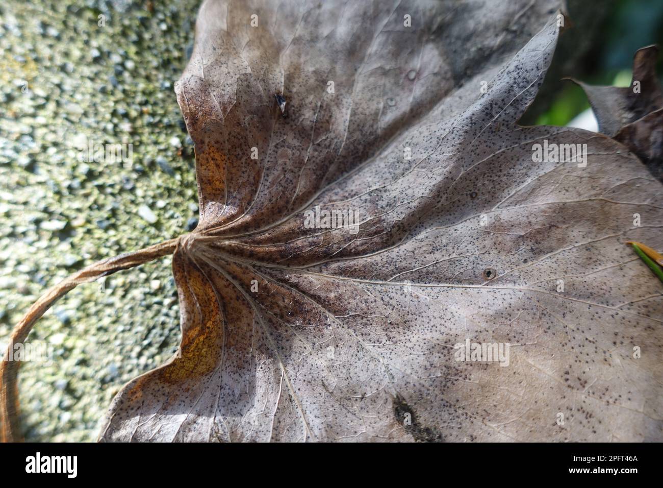 Crispy leaf texture hi-res stock photography and images - Alamy
