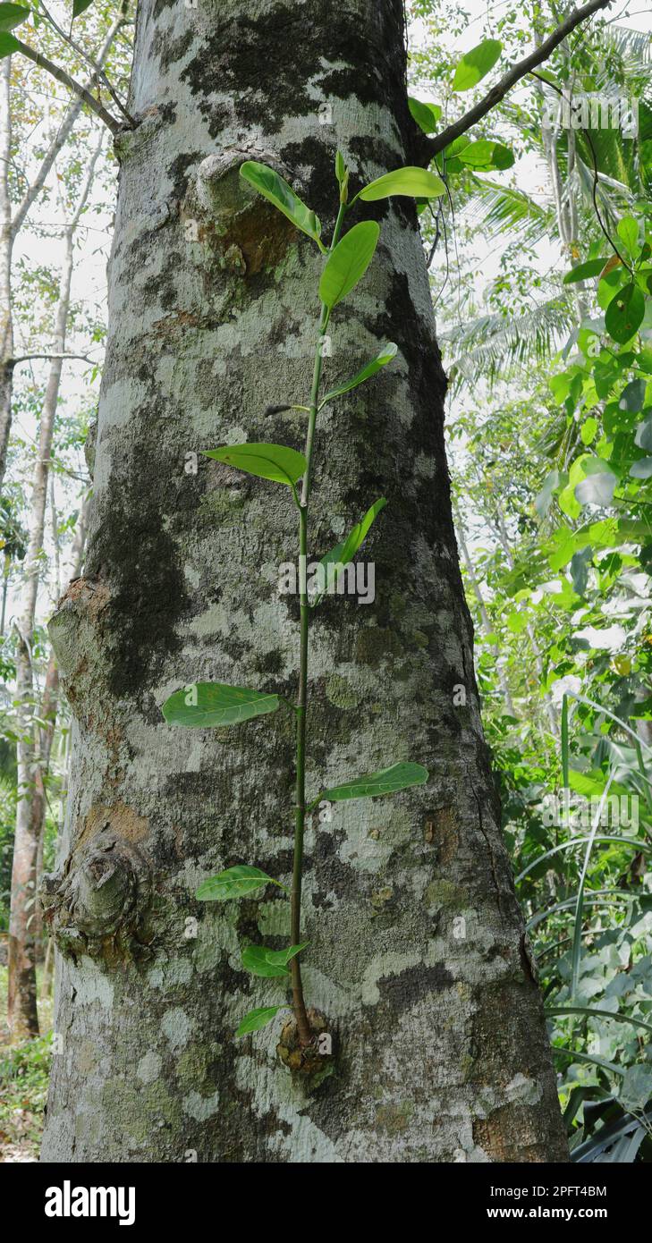 A vertical view of a large Jack tree trunk with a newly growing small ...