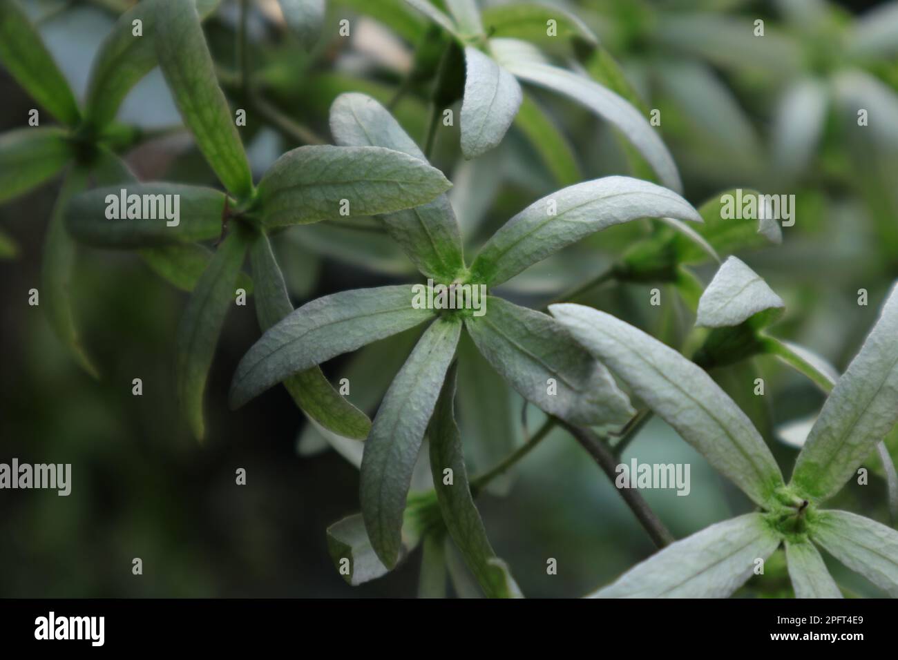A Sandpaper vine ( Petrea Volubilis) flower look after weeks of the ...