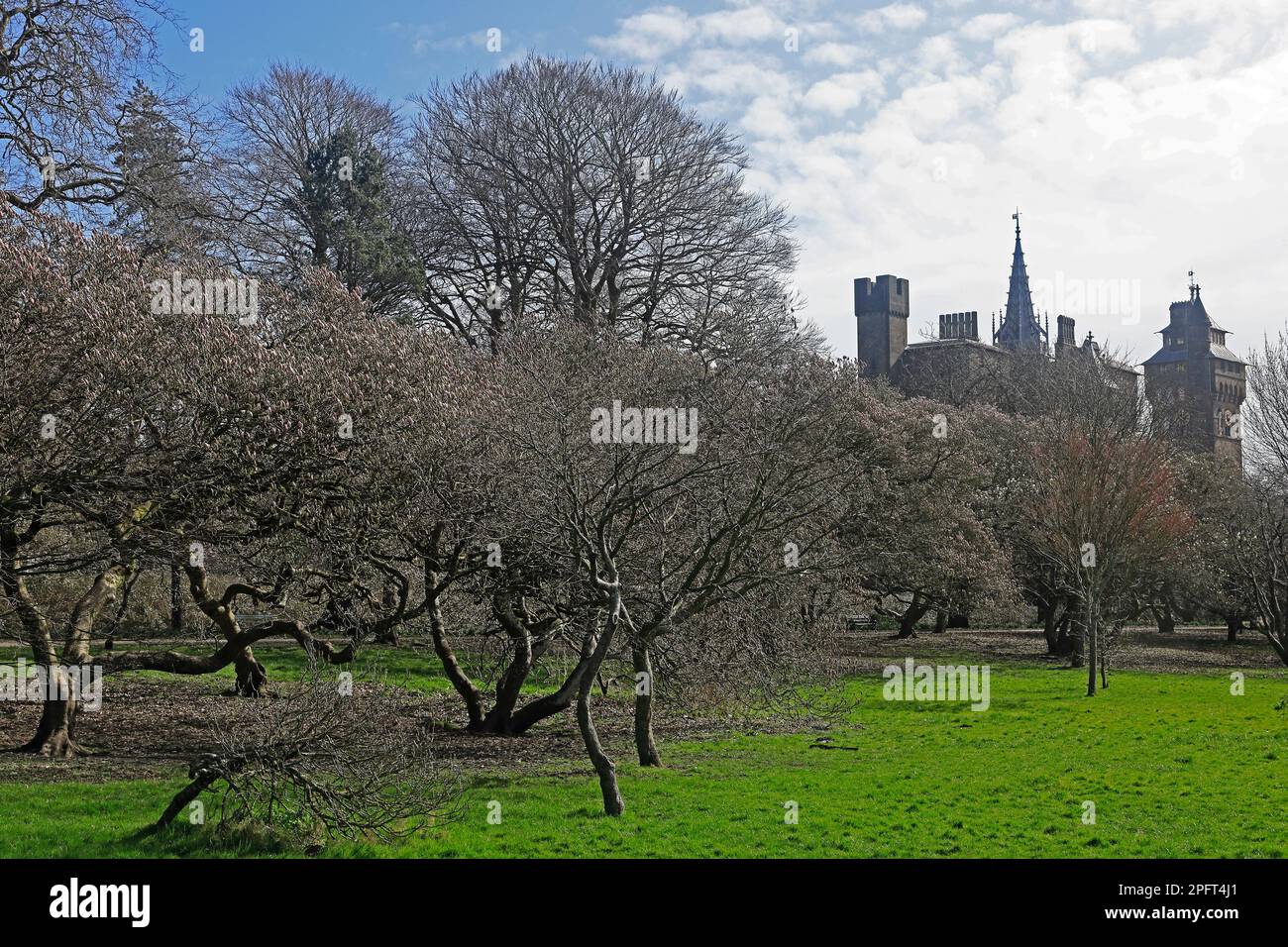 Early spring in Castle Grounds, Bute Park, looking towards Cardiff ...