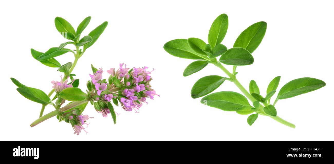 flowering twig thyme spice isolated on white background Stock Photo - Alamy