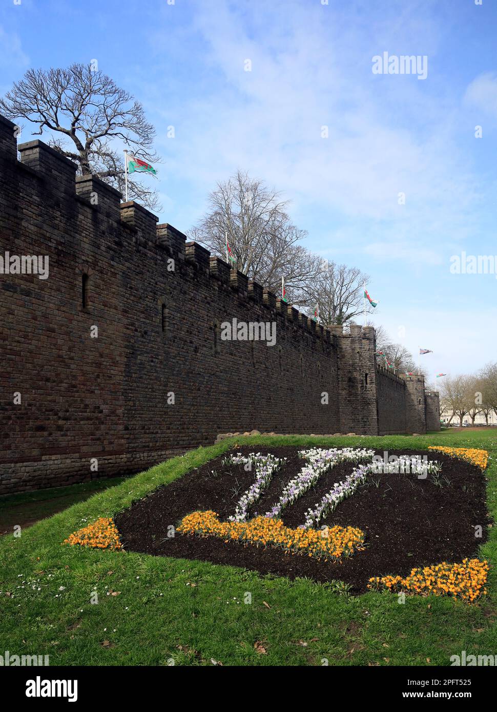 Three feathers crocus planting arrangement, outside Cardiff Castle ...