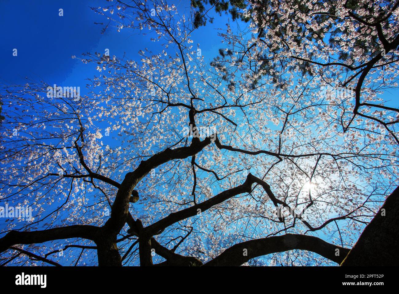 First Cherry blossoms of somei-yoshino in Kyoto March 26. Yoshino ...