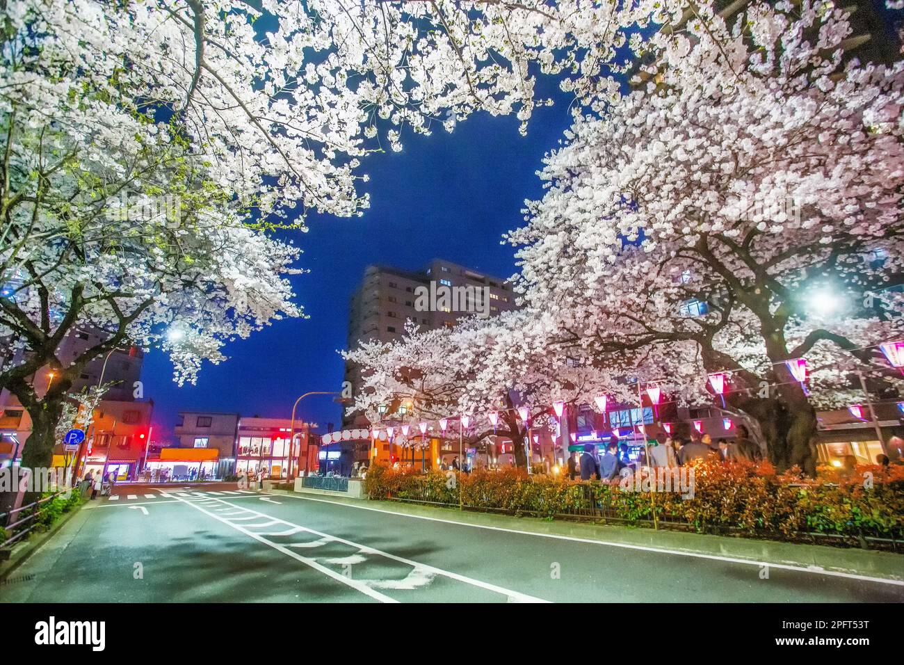Amazing alley of blossoming cherry trees (yoshino cherry tree ...