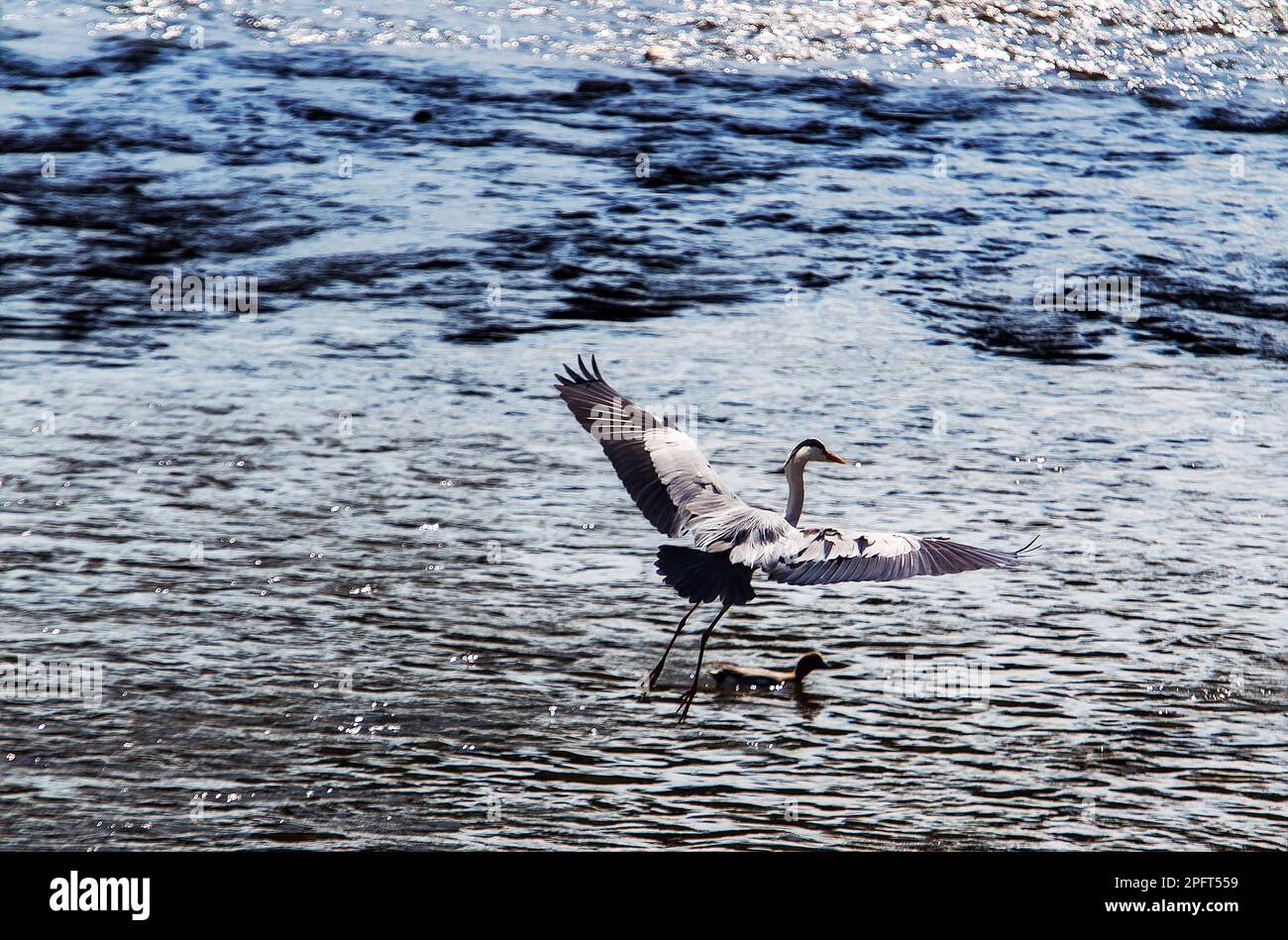 A gray heron flies over the ode to the Kamo River at the confluence of ...