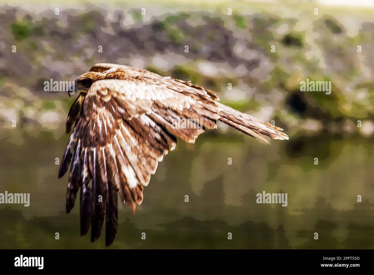 The eagle flaps its wings over the Kamo River. . Nature backgrounds are ...