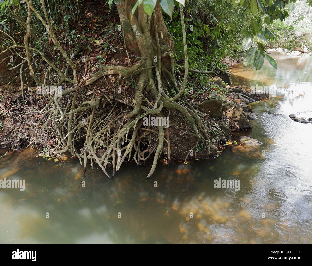 View of a tree on an edge of a river bank with revealed roots system ...