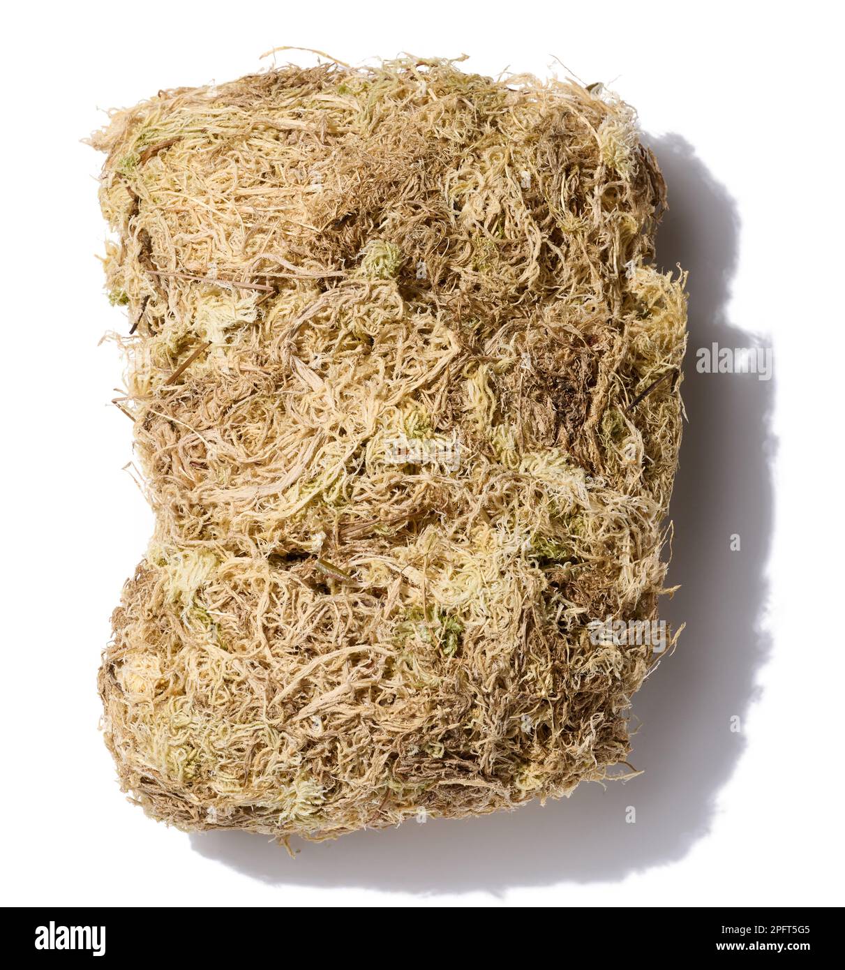Sphagnum moss for orchids on a white isolated background, top view ...