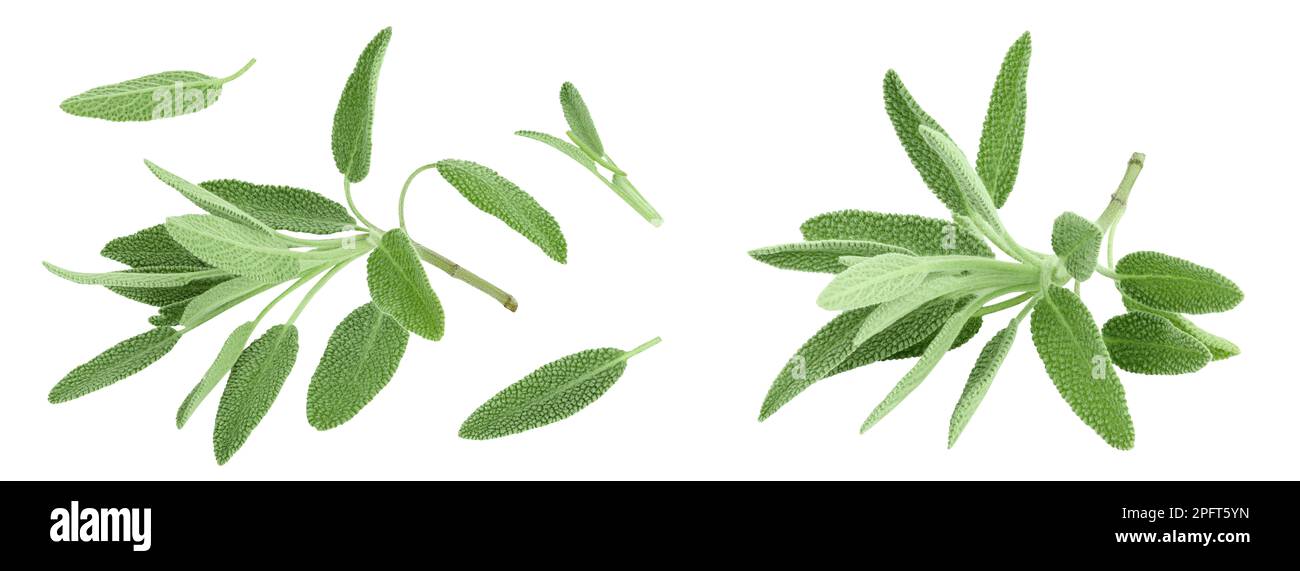 fresh sage herb isolated on white background with full depth of field ...
