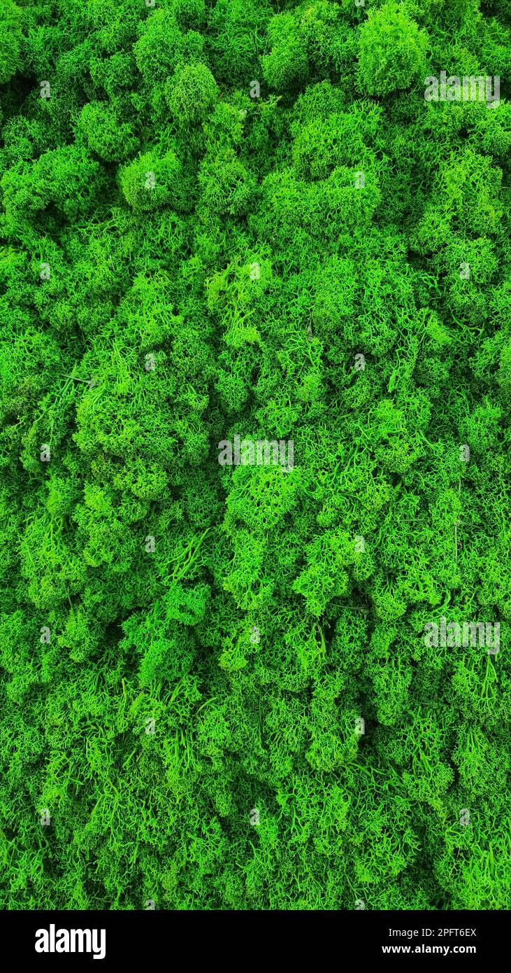 Texture for interior of green moss. Natural wallpaper. Vertical photo ...
