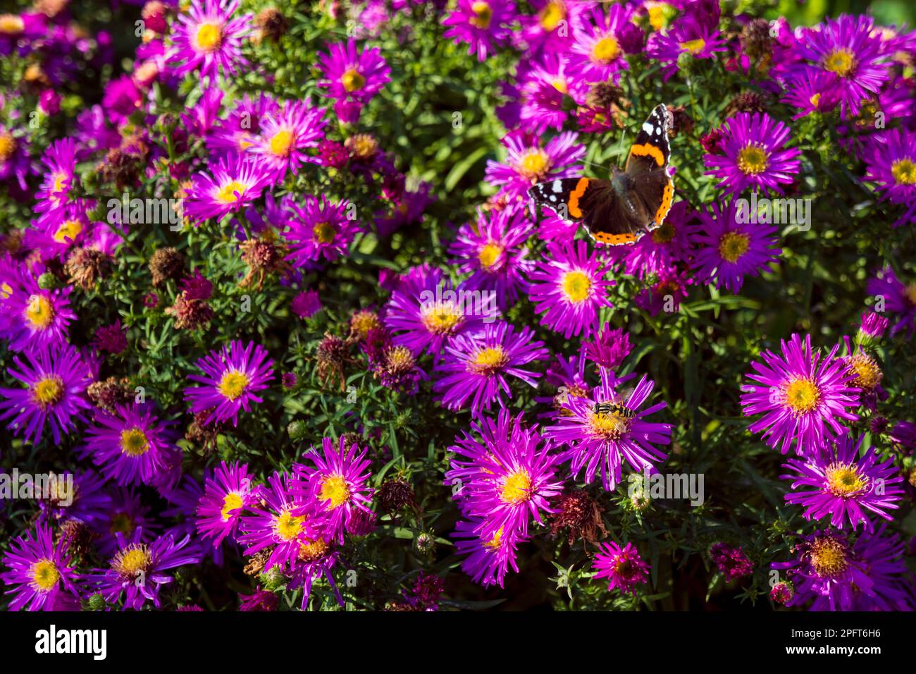 Monarch colours hi-res stock photography and images - Alamy