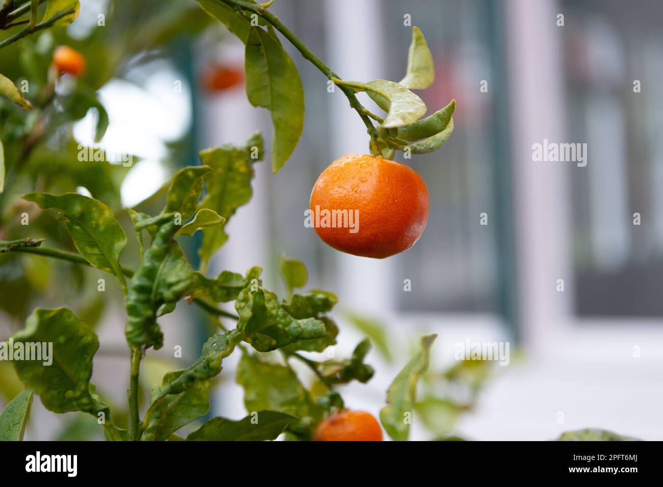 mandarin on the tree. branch of ripe mandarin. mandarin tree plant ...