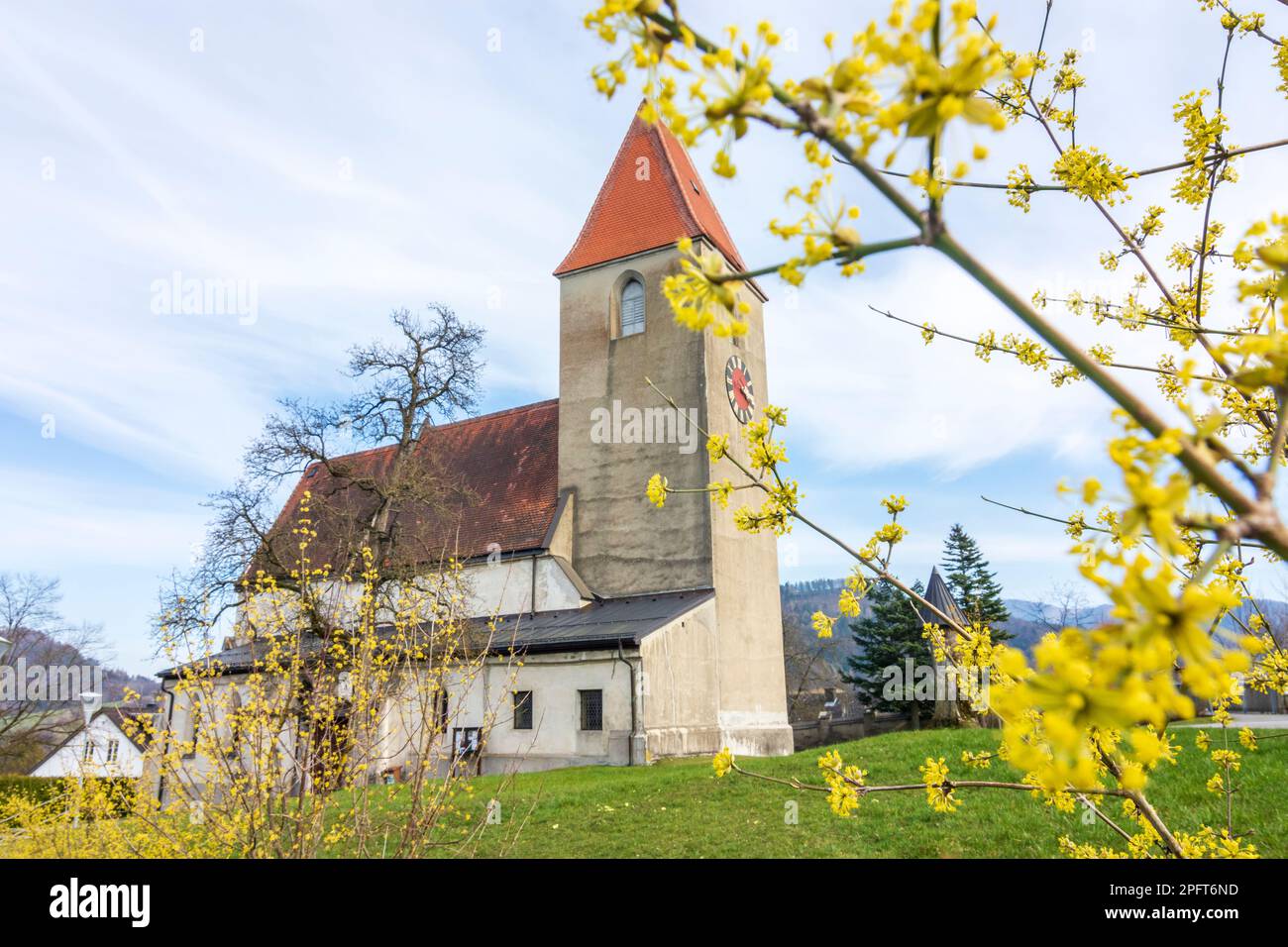 Kirchberg an der Pielach: blooming cornel (Cornelian cherry, Dirndl ...
