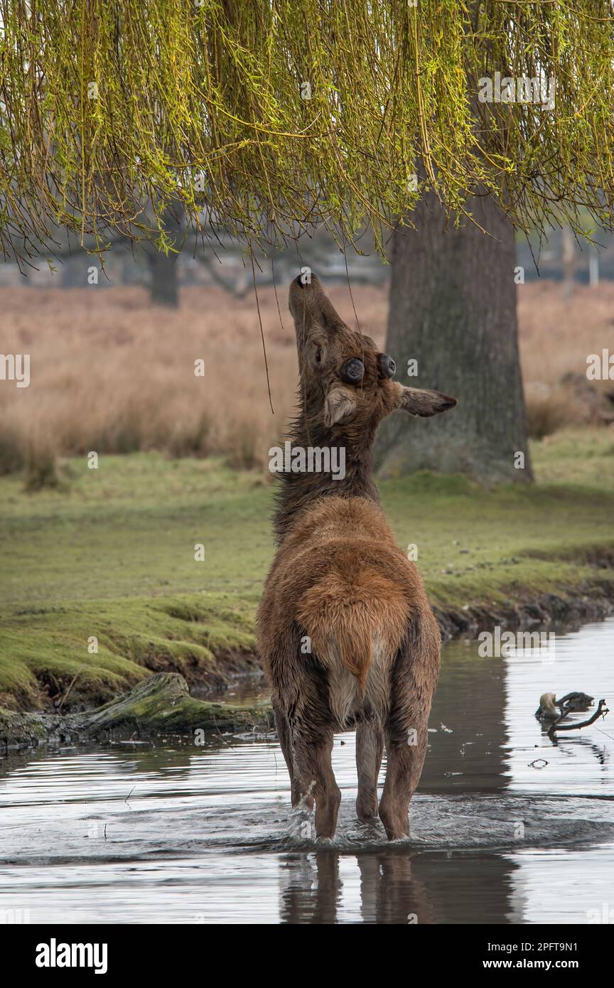 Young deer feeding on new weeping willow tree leaves to help his ...