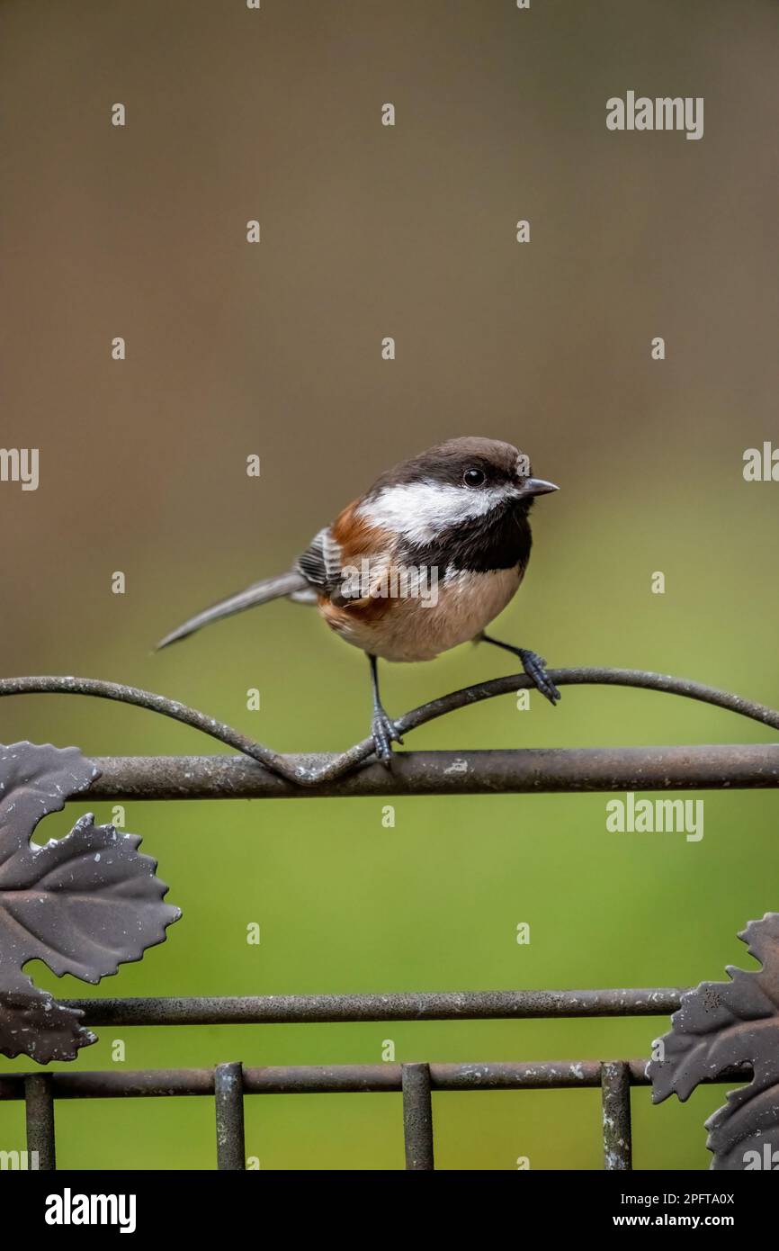 Issaquah, Washington, USA. Chestnut-backed Chickadee perched on a ...