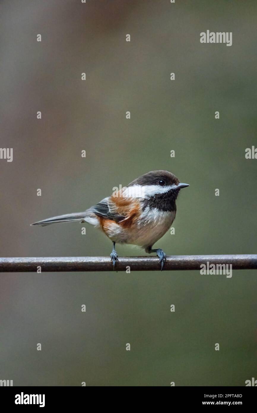Issaquah, Washington, USA. Chestnut-backed Chickadee perched on a metal ...