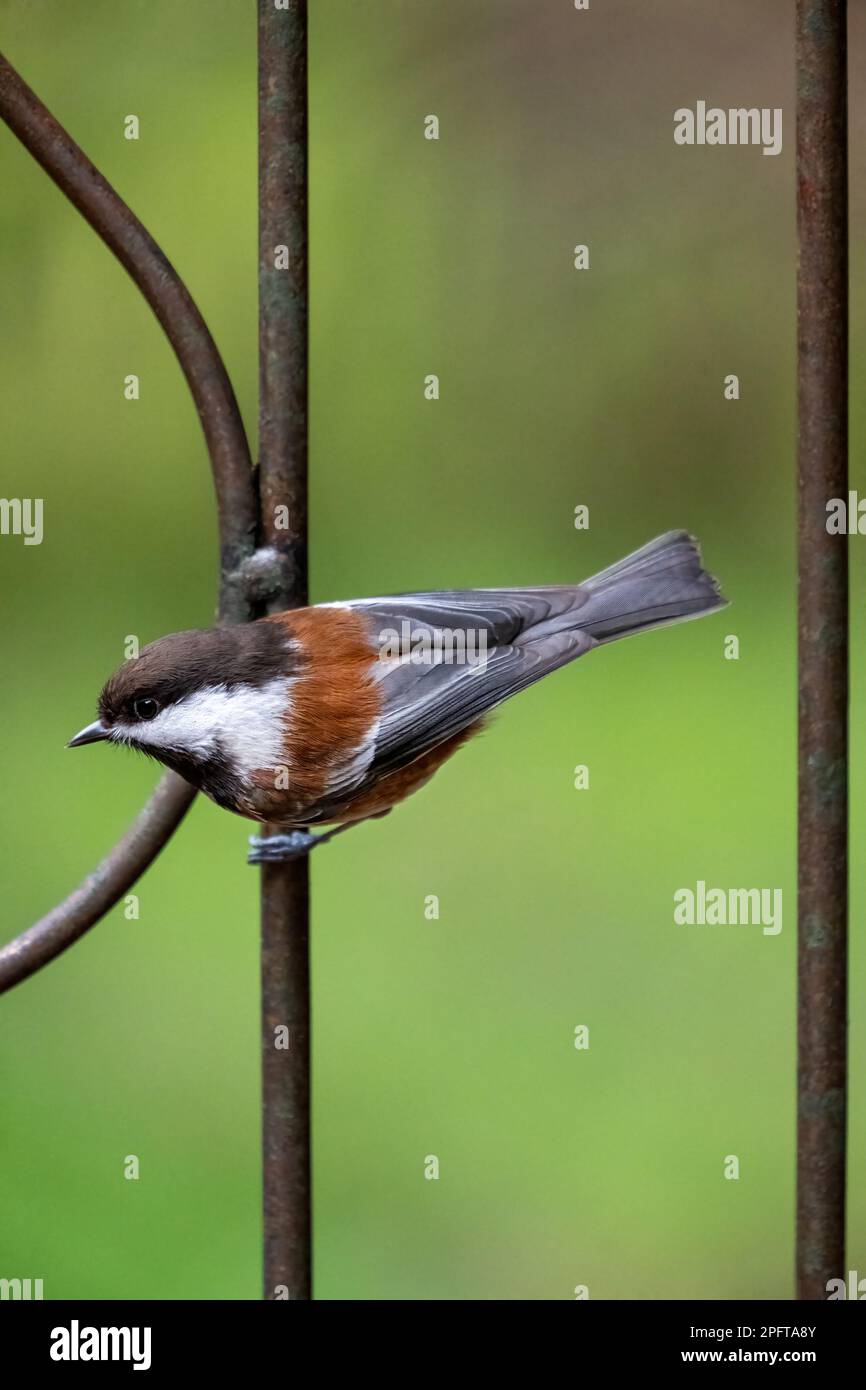 Issaquah, Washington, USA. Chestnut-backed Chickadee perched on a ...