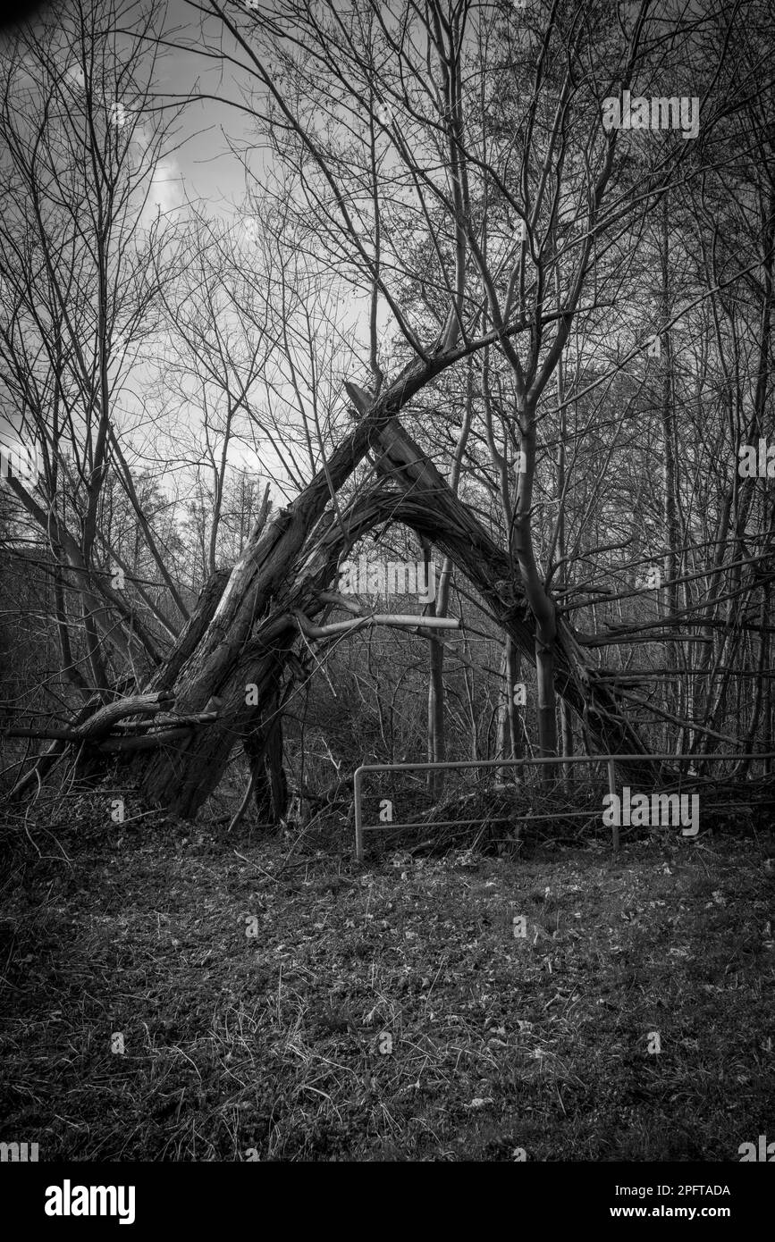 Tree fallen by wind Black and White Stock Photos & Images - Alamy