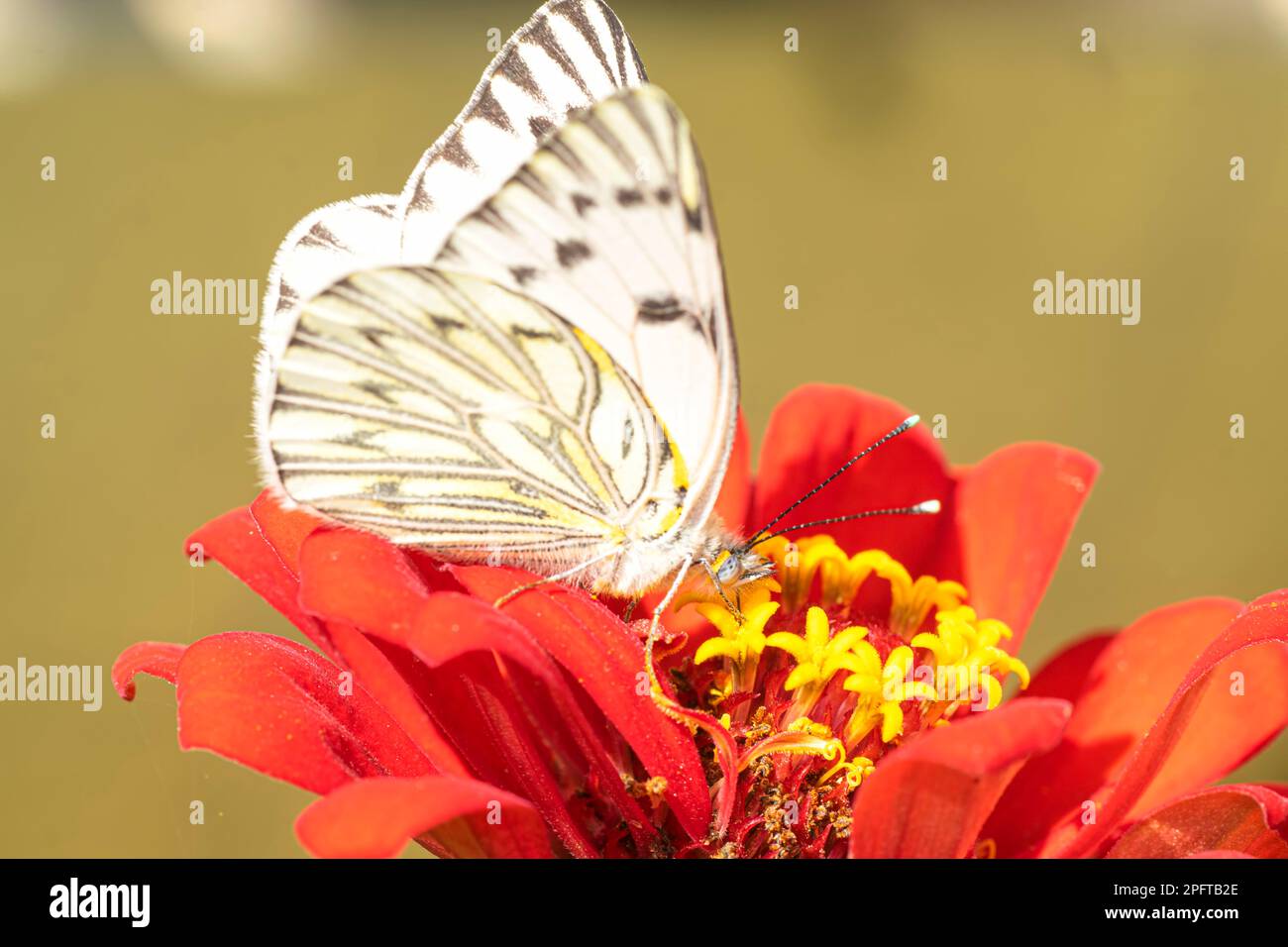 Tatochila mercedis hi-res stock photography and images - Alamy