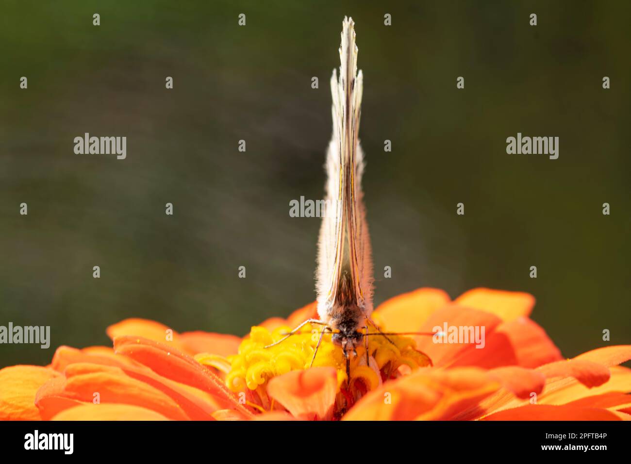 Vanesa carye butterfly hi-res stock photography and images - Alamy