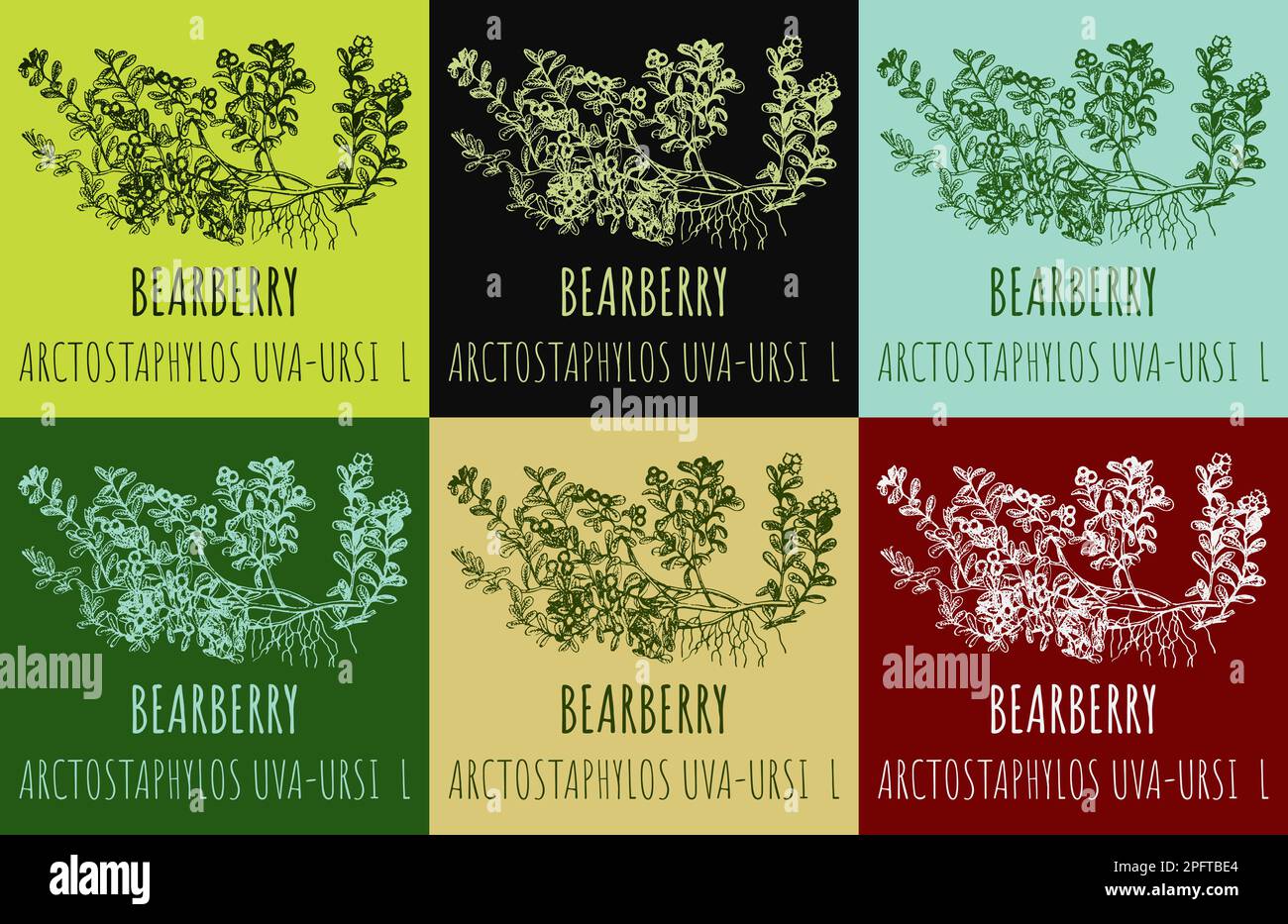 Set of drawings BEARBERRY in different colors. Hand drawn illustration ...