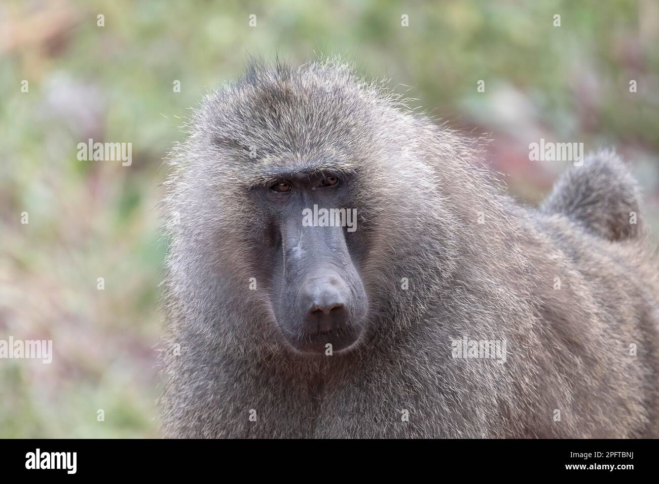 Olive baboon (Papio anubis), animal portrait, Lake Manyara National ...