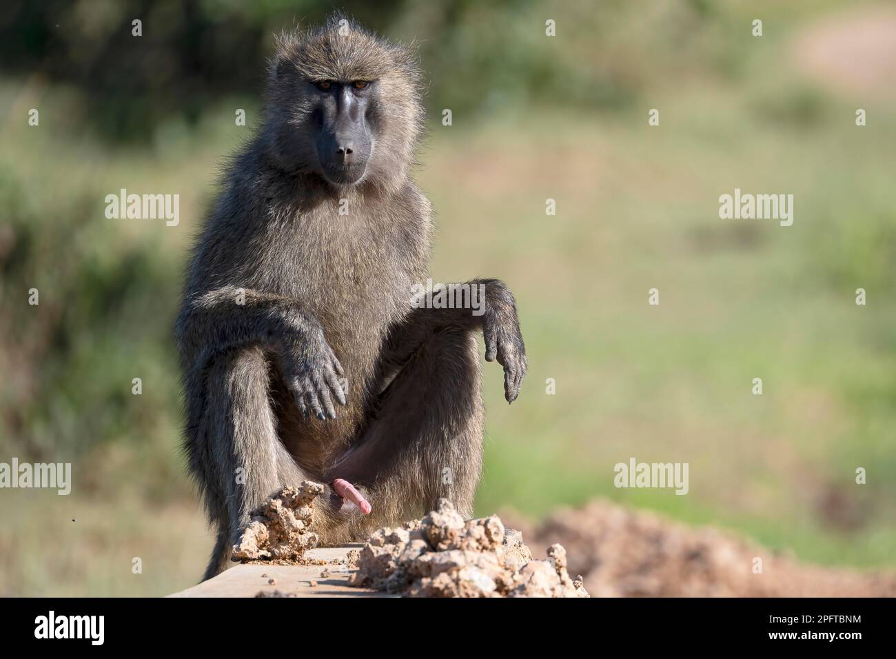 Olive baboon (Papio anubis), male, sitting, Serengeti National Park ...