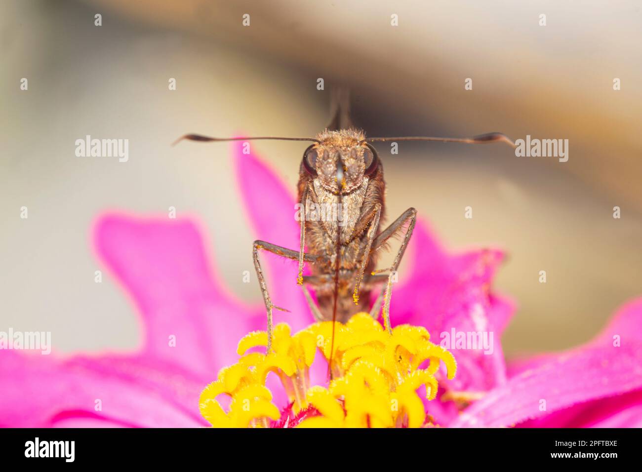 Moth sucking nectar on a rose flower Stock Photo - Alamy