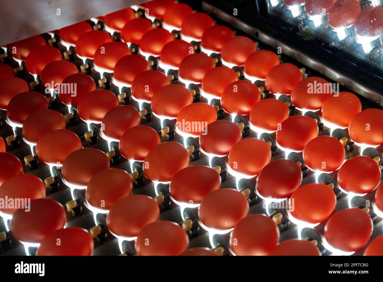 Eggs on an egg packaging production line Stock Photo - Alamy