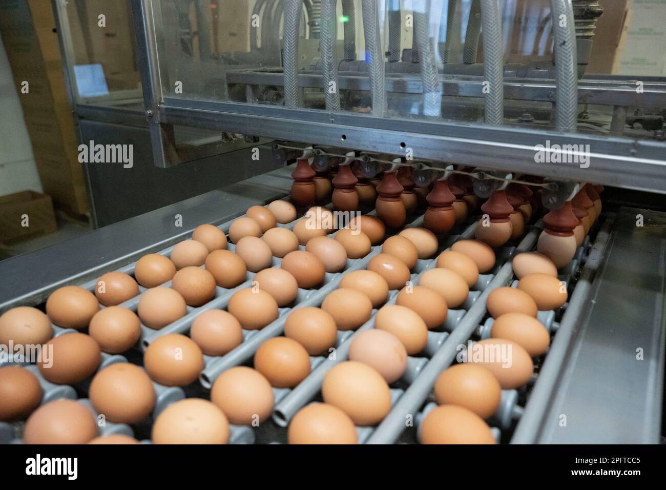 Eggs on an egg packaging production line Stock Photo - Alamy