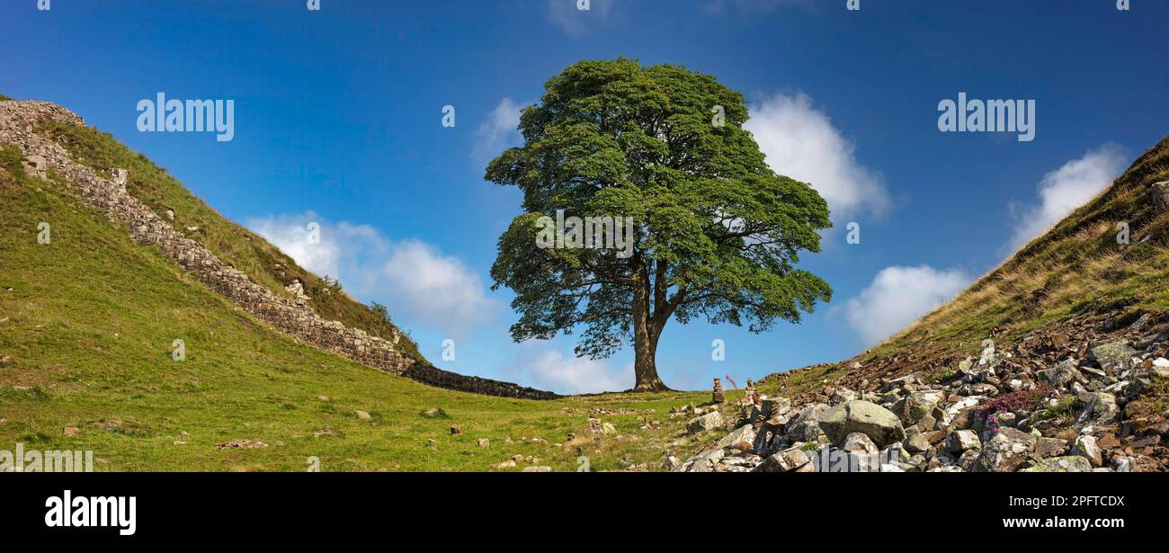 Panoramic daytime view in summer of Sycamore Gap on Hadrian's Wall in ...