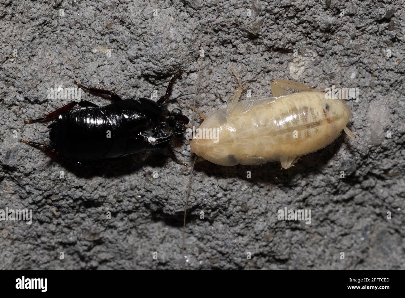 Australian cockroach hi-res stock photography and images - Alamy