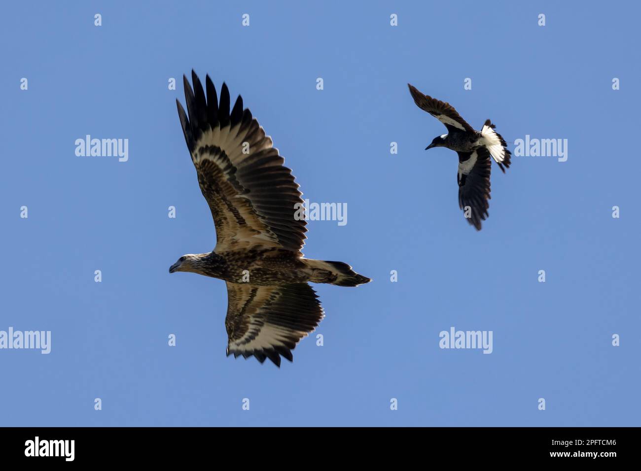 Australian Magpie chasing off a White-bellied Sea Eagle Stock Photo - Alamy