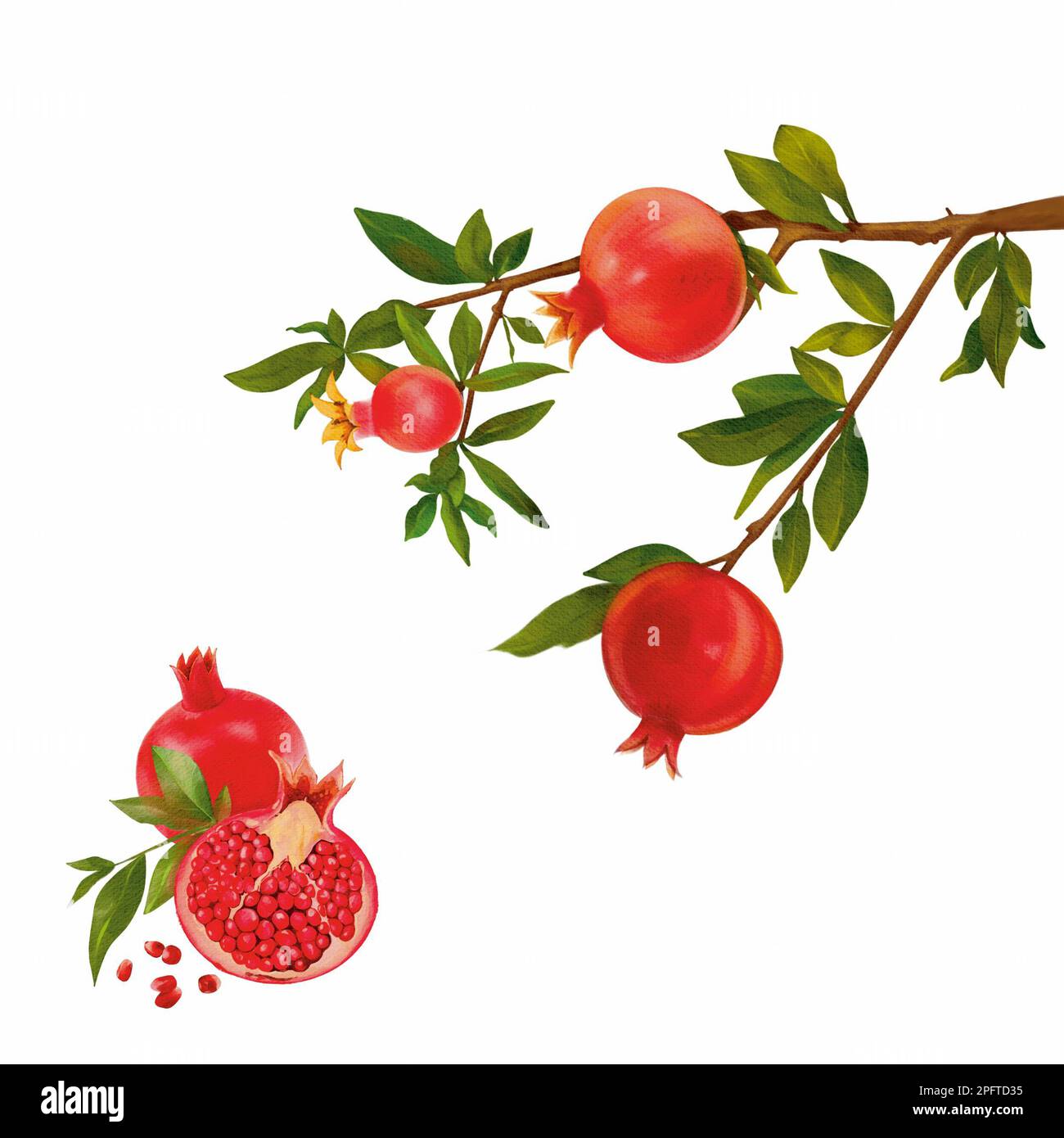 Pomegranate Botanical Drawing