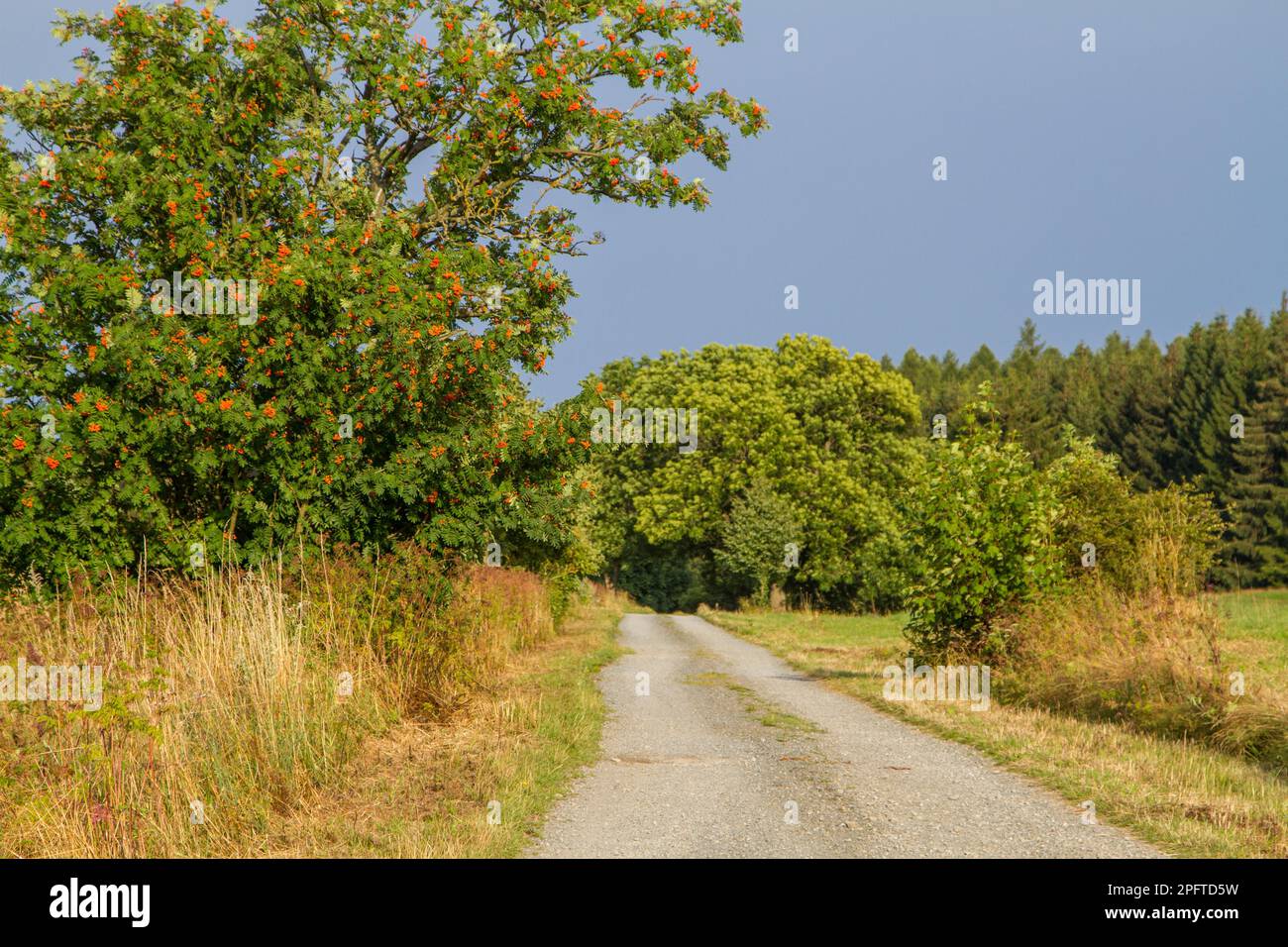 Field path in late summer Stock Photo - Alamy