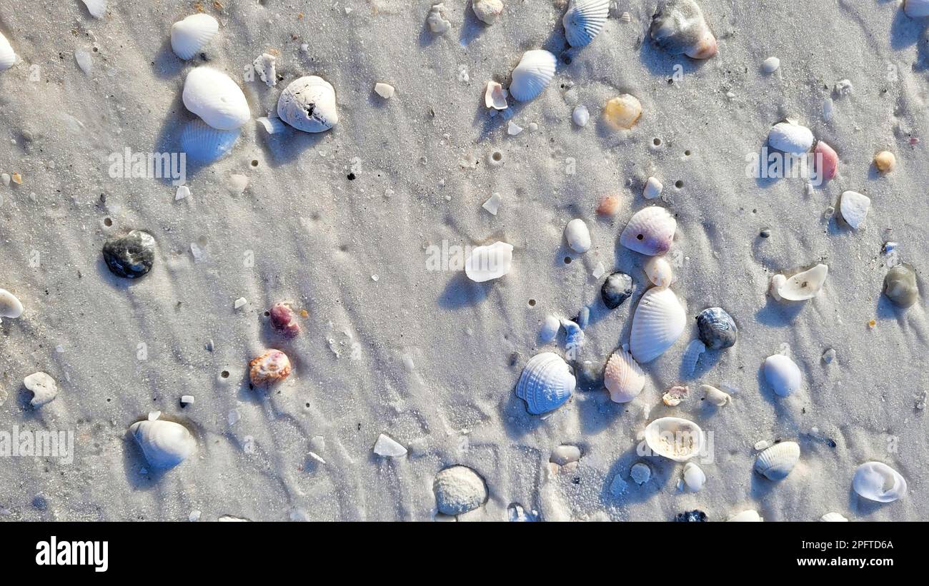 A tranquil coastal scene featuring an accumulation of seashells ...