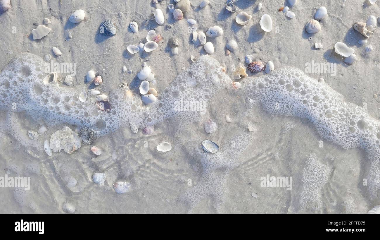 At the shoreline of a tranquil beach, an abundance of seashells cover ...