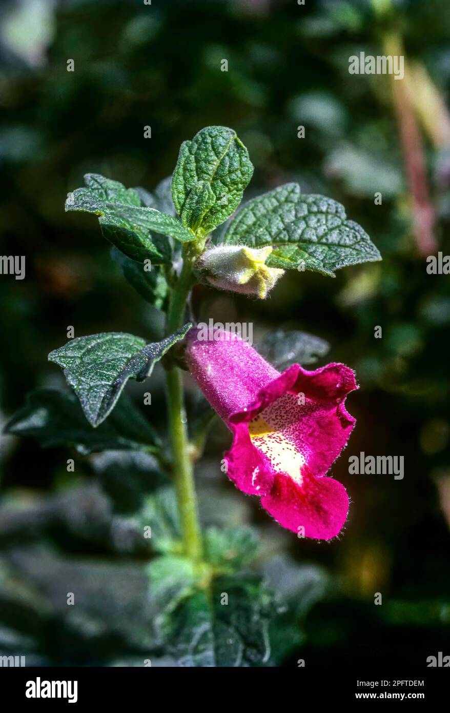Sesame Gingelly Ellu (Sesamum indicum Linn) (Pedaliaceae) Tamil Nadu ...