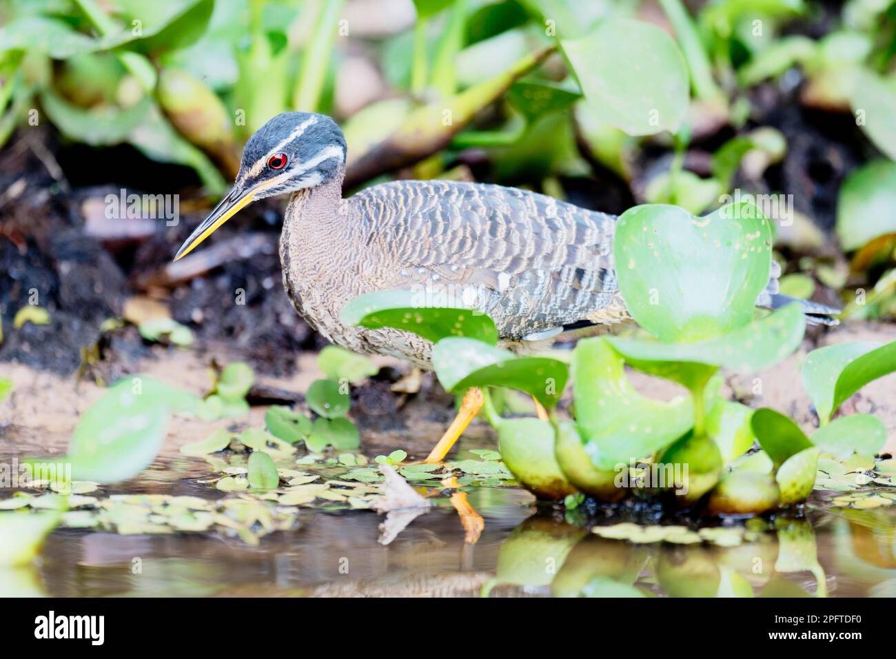 Sunbittern (Eurypyga helias) in the mangroves, Pantanal, Mato Grosso ...